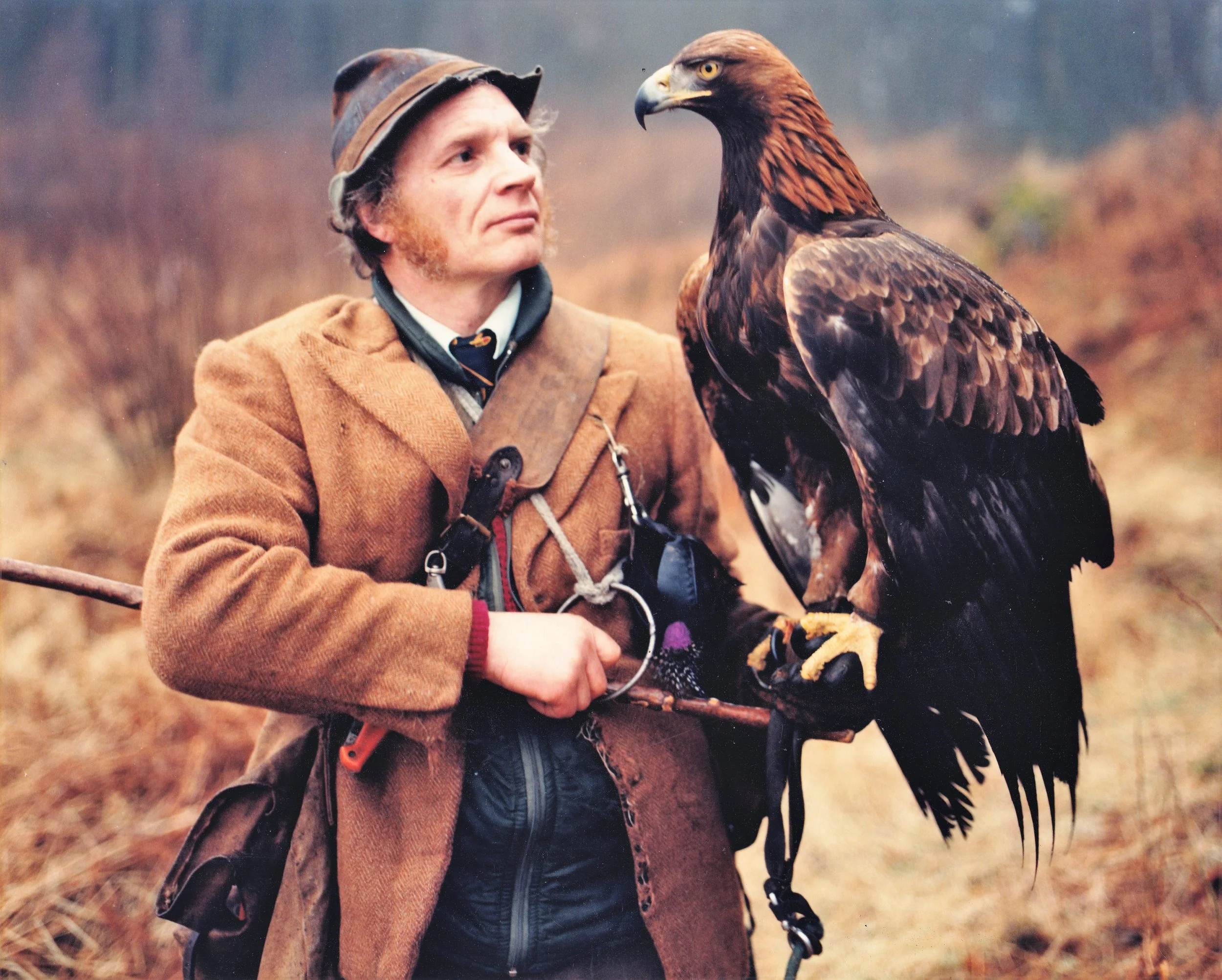 Golden Eagle Falconry