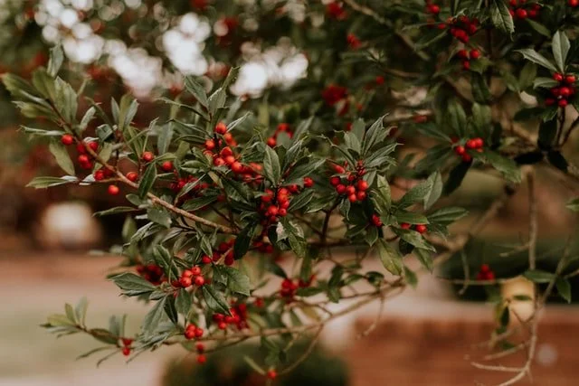 Celtic Tree Astrology: Zodiac Signs & Birthday Horoscopes