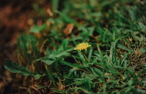 5 Ways to Eliminate Dandelions Permanently Without Using Roundup
