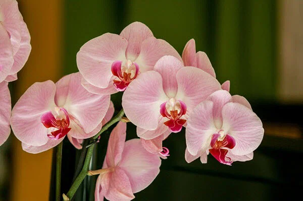 The Meanings And Symbolisms Of Orchids And Their Colors