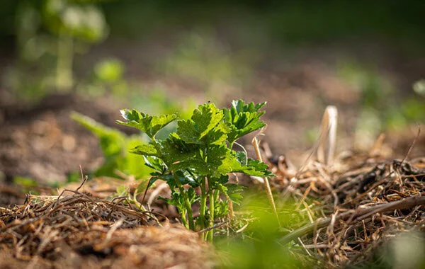 5 Best Mulches For Container Gardening