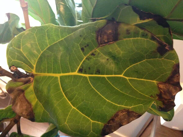 A Complete Guide to Saving Your Dying Fiddle Leaf Fig Tree