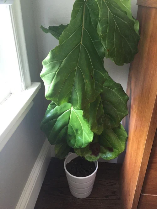 A Complete Guide to Saving Your Dying Fiddle Leaf Fig Tree