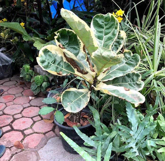 A Complete Guide to Saving Your Dying Fiddle Leaf Fig Tree