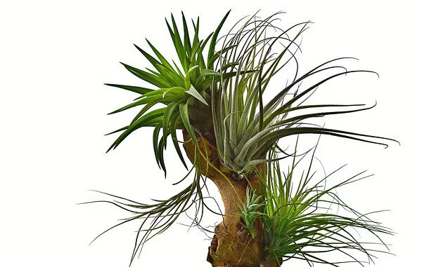 A Complete Guide on How to Care for Tillandsia
