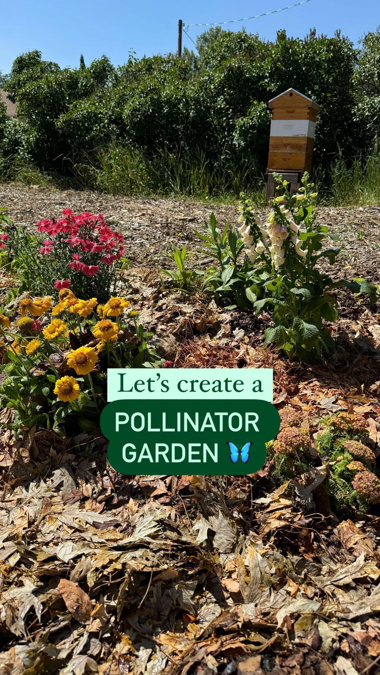 Plenty Heirloom Farms