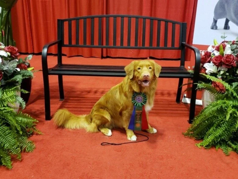 Cyon's Dogs — Cyon Duck Tollers