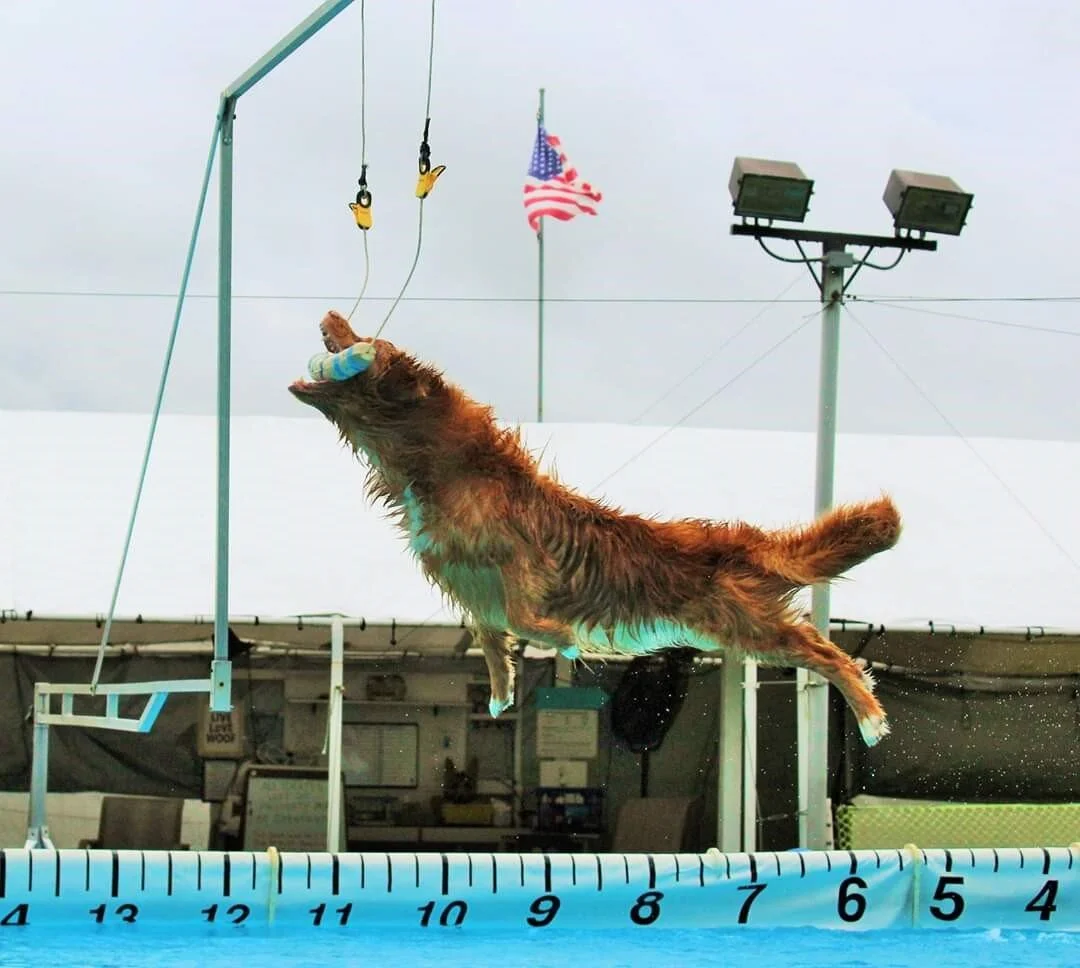 Cyon's Dogs — Cyon Duck Tollers