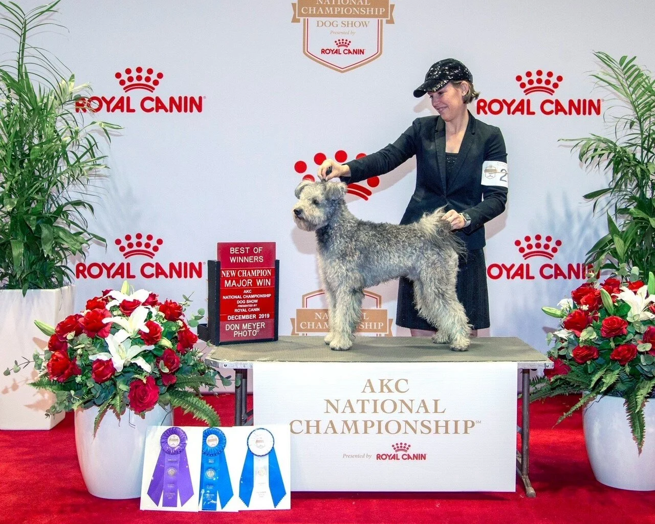 Cyon's Dogs — Cyon Duck Tollers