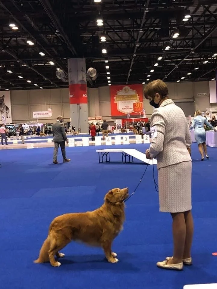 Cyon's Dogs — Cyon Duck Tollers