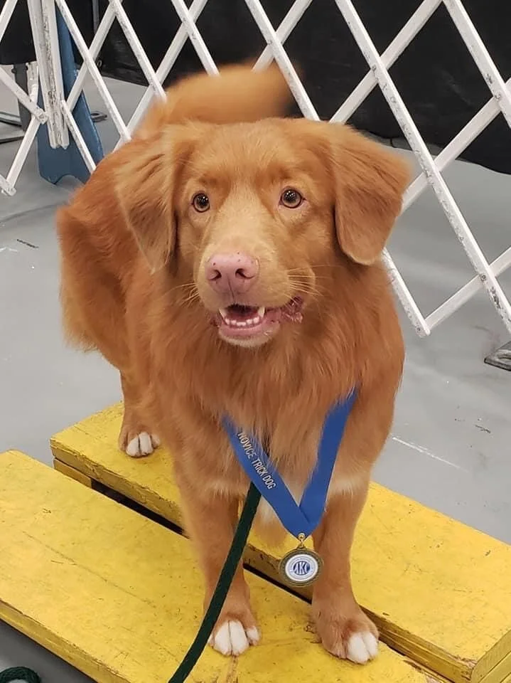 Cyon's Dogs — Cyon Duck Tollers