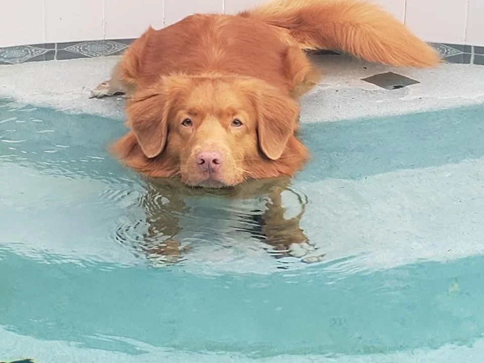 Cyon's Dogs — Cyon Duck Tollers