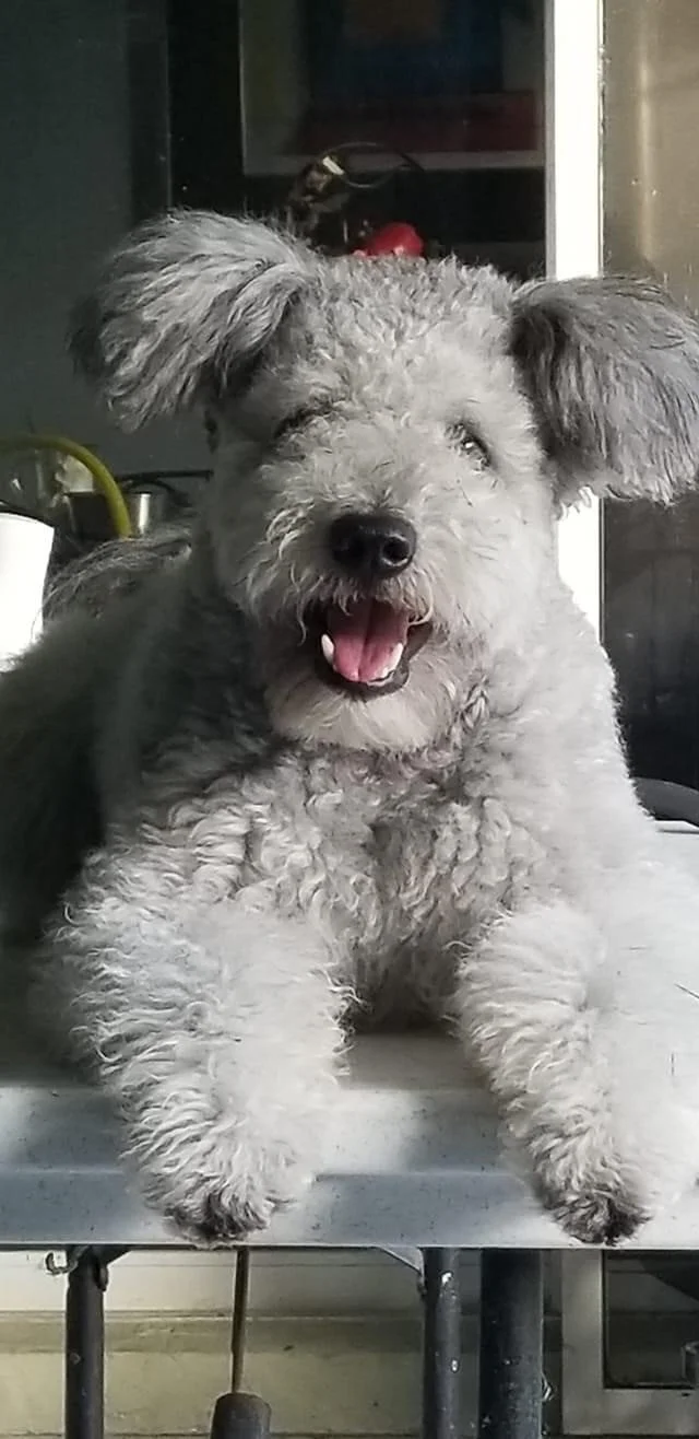 Cyon's Dogs — Cyon Duck Tollers