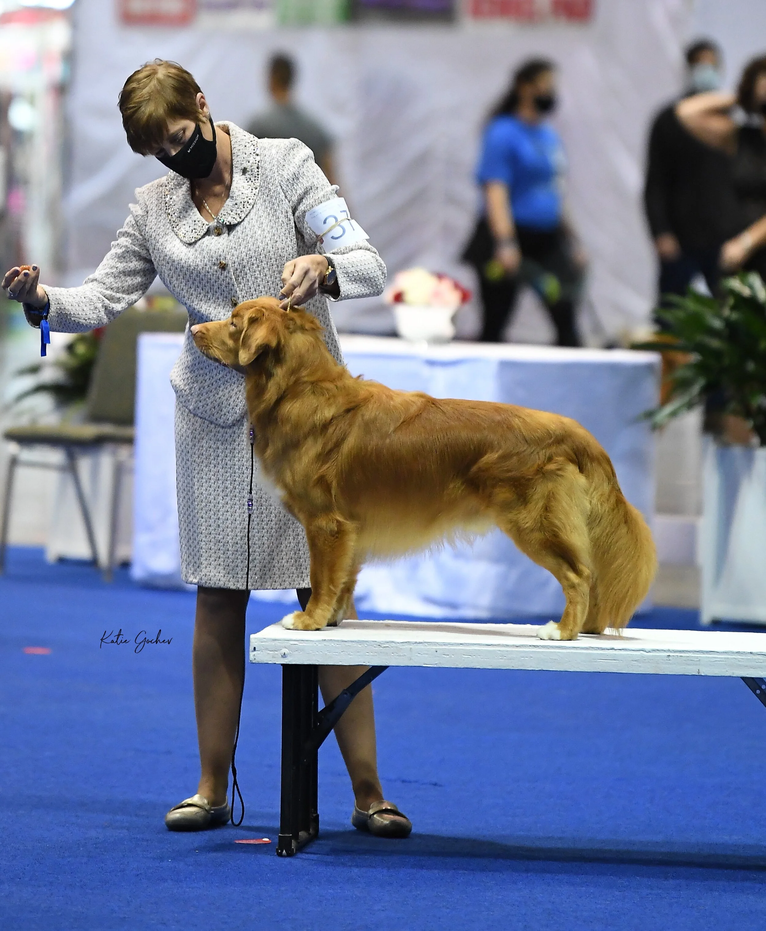 Cyon's Dogs — Cyon Duck Tollers
