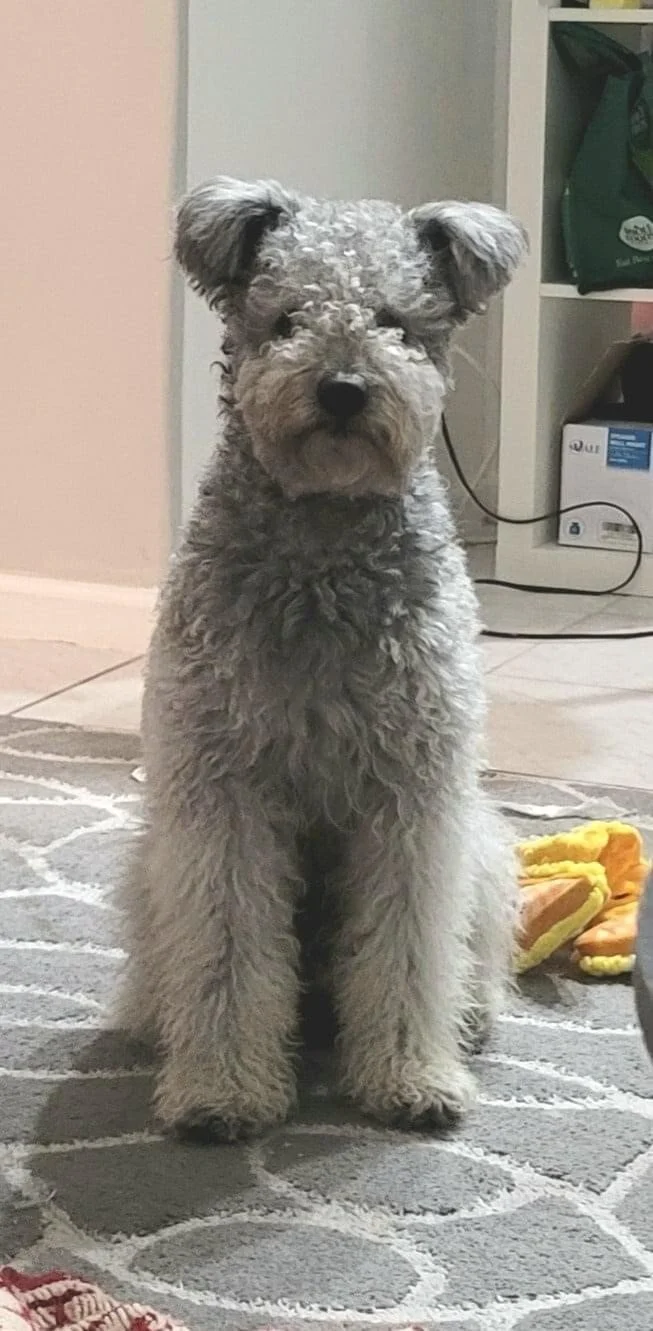 Cyon's Dogs — Cyon Duck Tollers