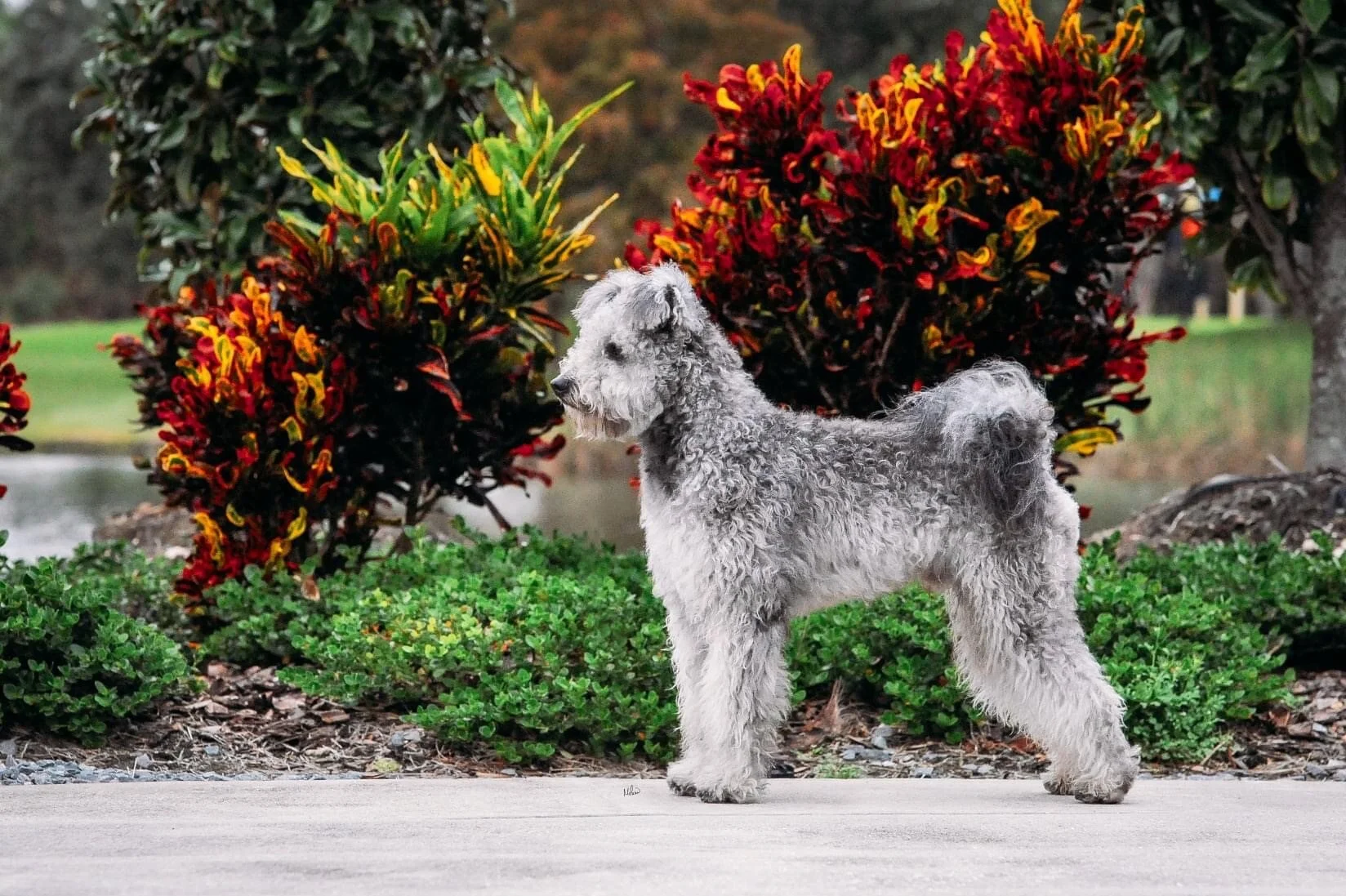 Cyon's Dogs — Cyon Duck Tollers