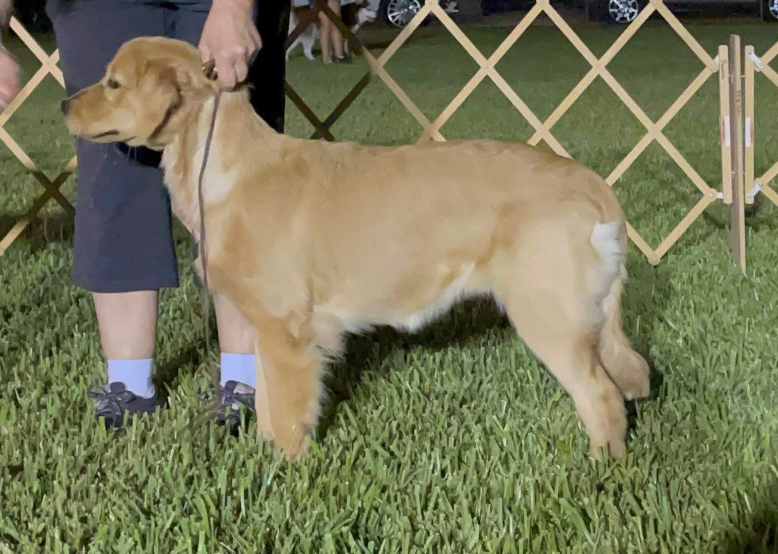 Cyon's Dogs — Cyon Duck Tollers