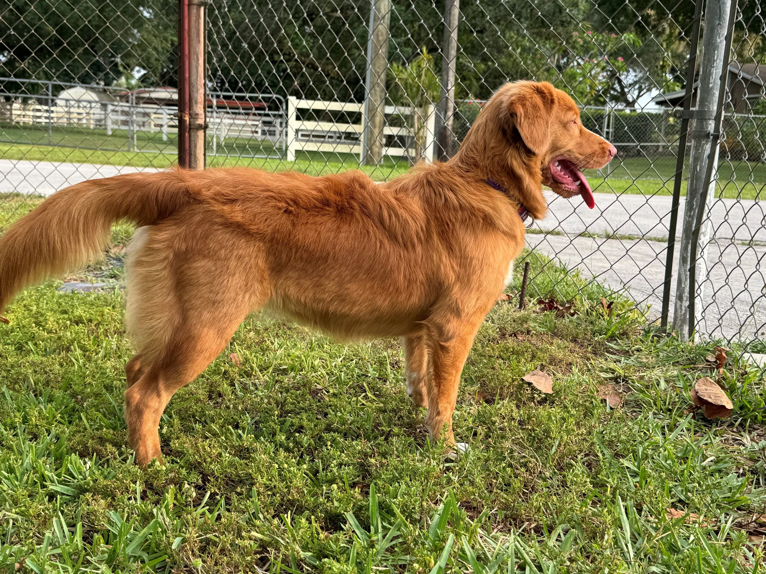 Cyon's Co-Owns — Cyon Duck Tollers