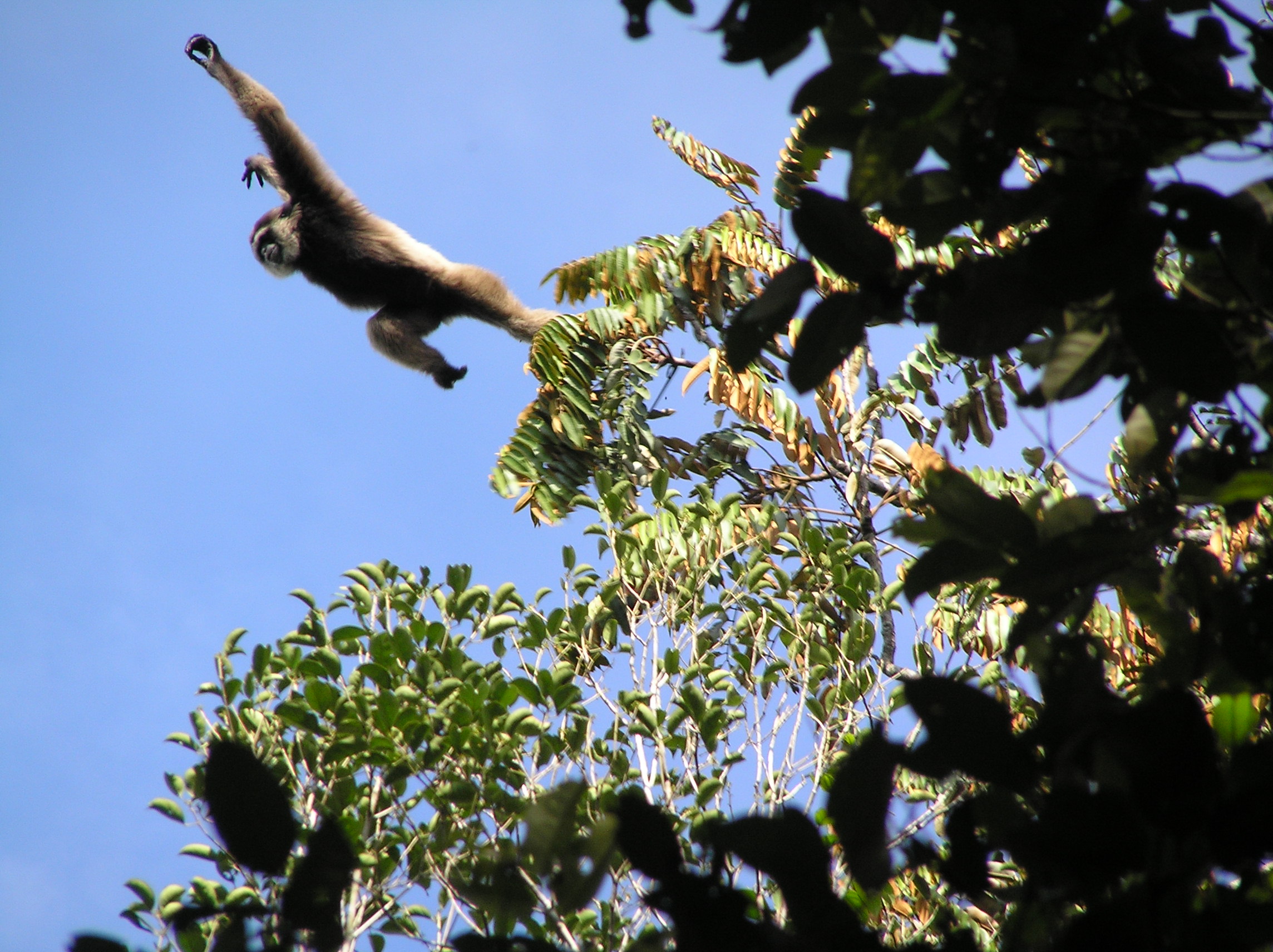 What is a gibbon? — Gibbon SSP
