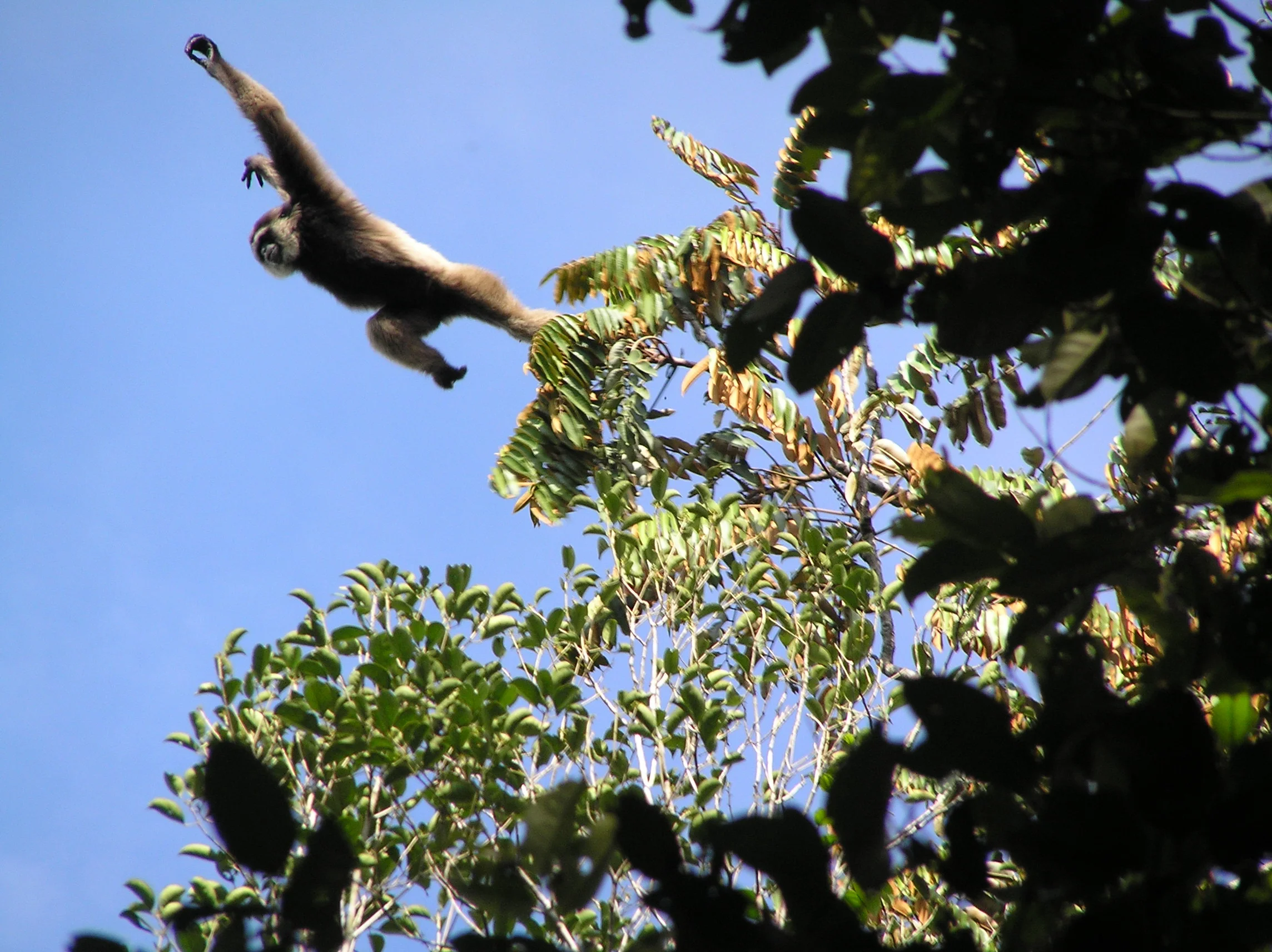 Taxonomy — Gibbon SSP