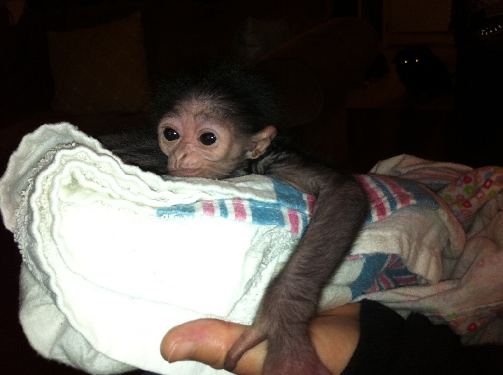 Cute Baby Monkeys In Diapers