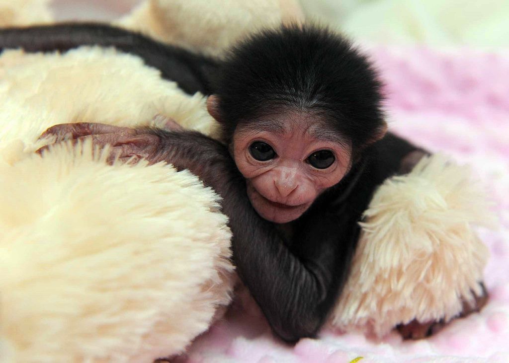 Cute Baby Gibbon
