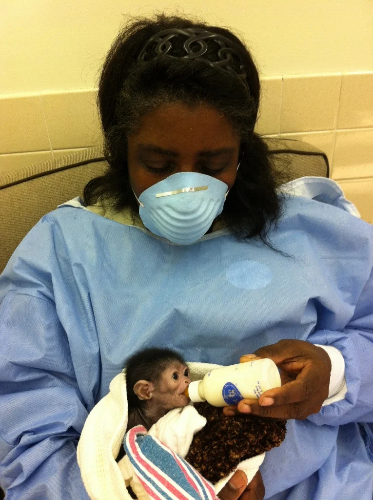 Birth Management/Surrogate Rearing Packet — Gibbon SSP