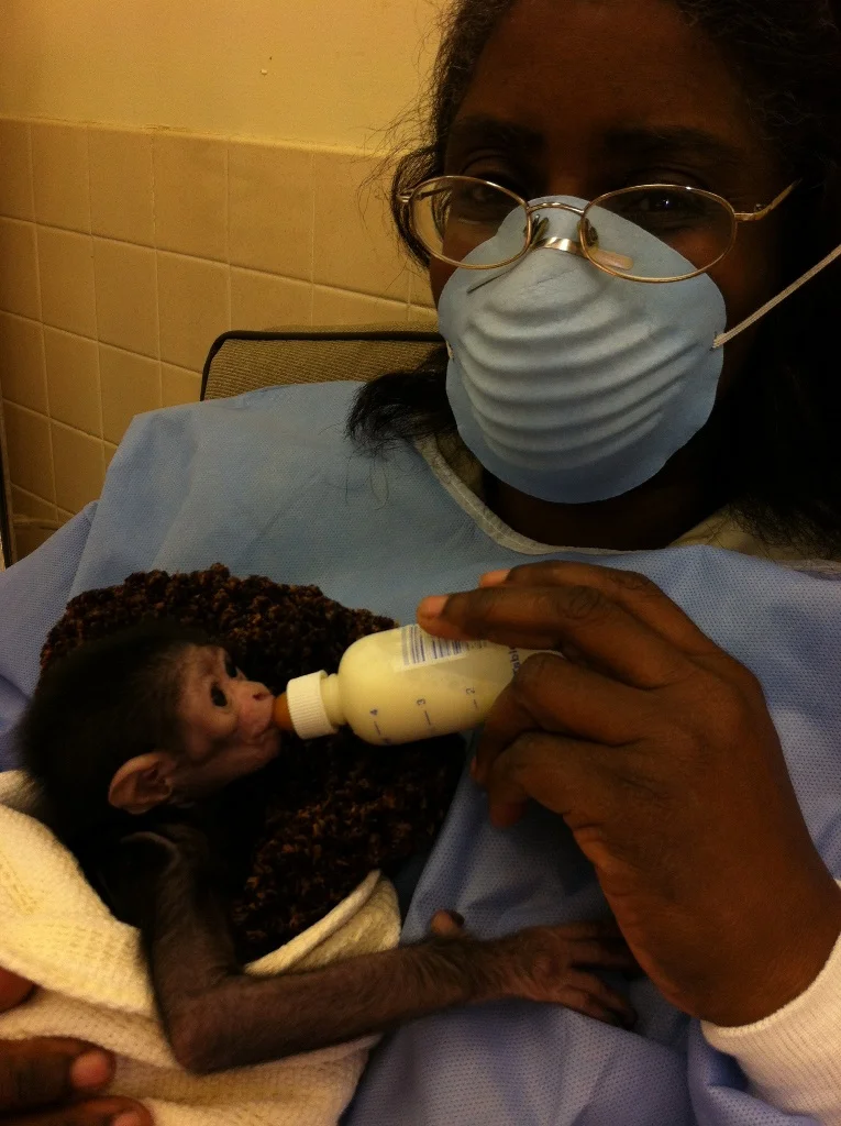 Birth Management/Surrogate Rearing Packet — Gibbon SSP