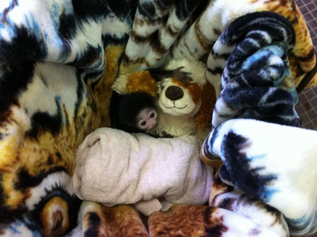 Birth Management/Surrogate Rearing Packet — Gibbon SSP