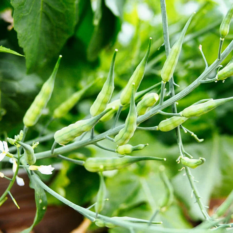 Creating a French Potager — Living a French Life
