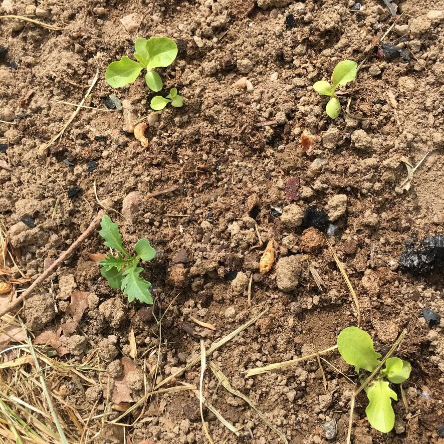 Creating a French Potager — Living a French Life