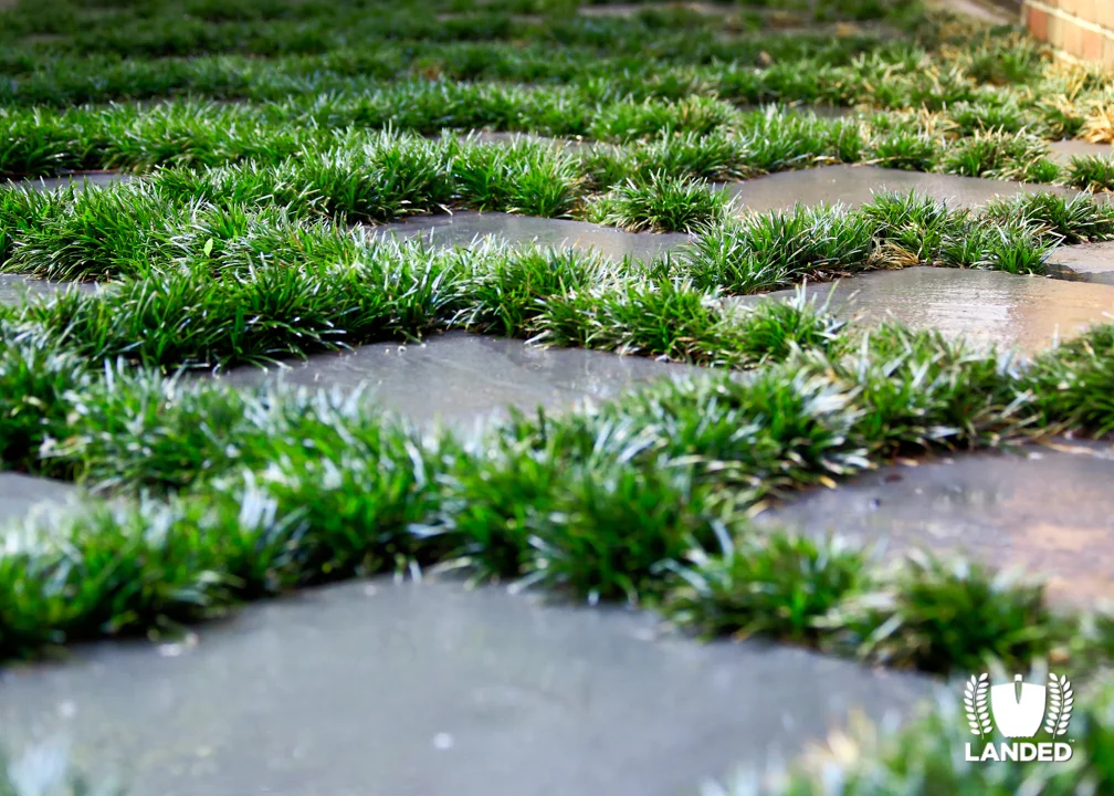 Dwarf Mondo Grass Pavers