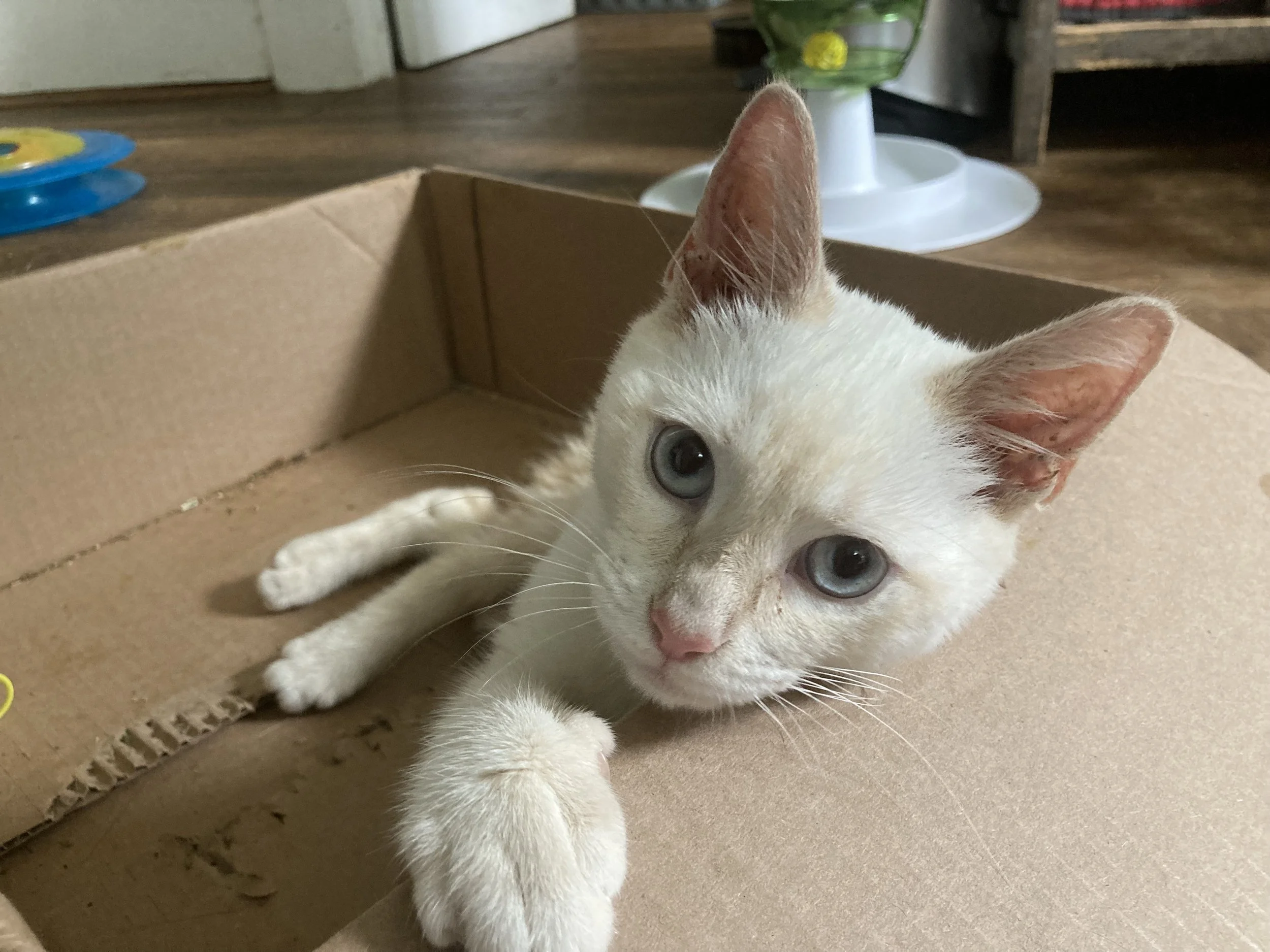 Blog — Eric Scott Art Studio