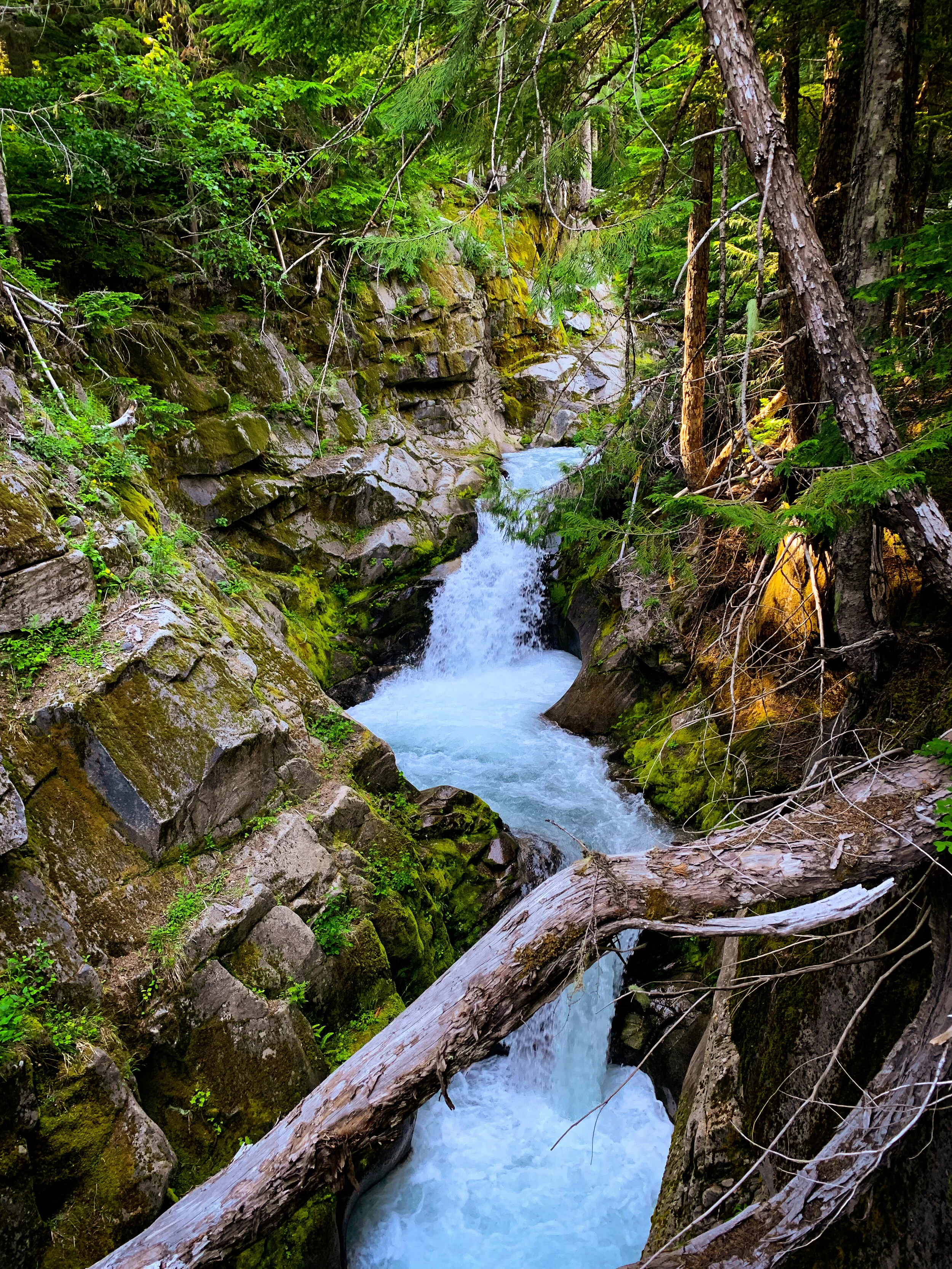 A PNW Summer — Mountain Bird Studios