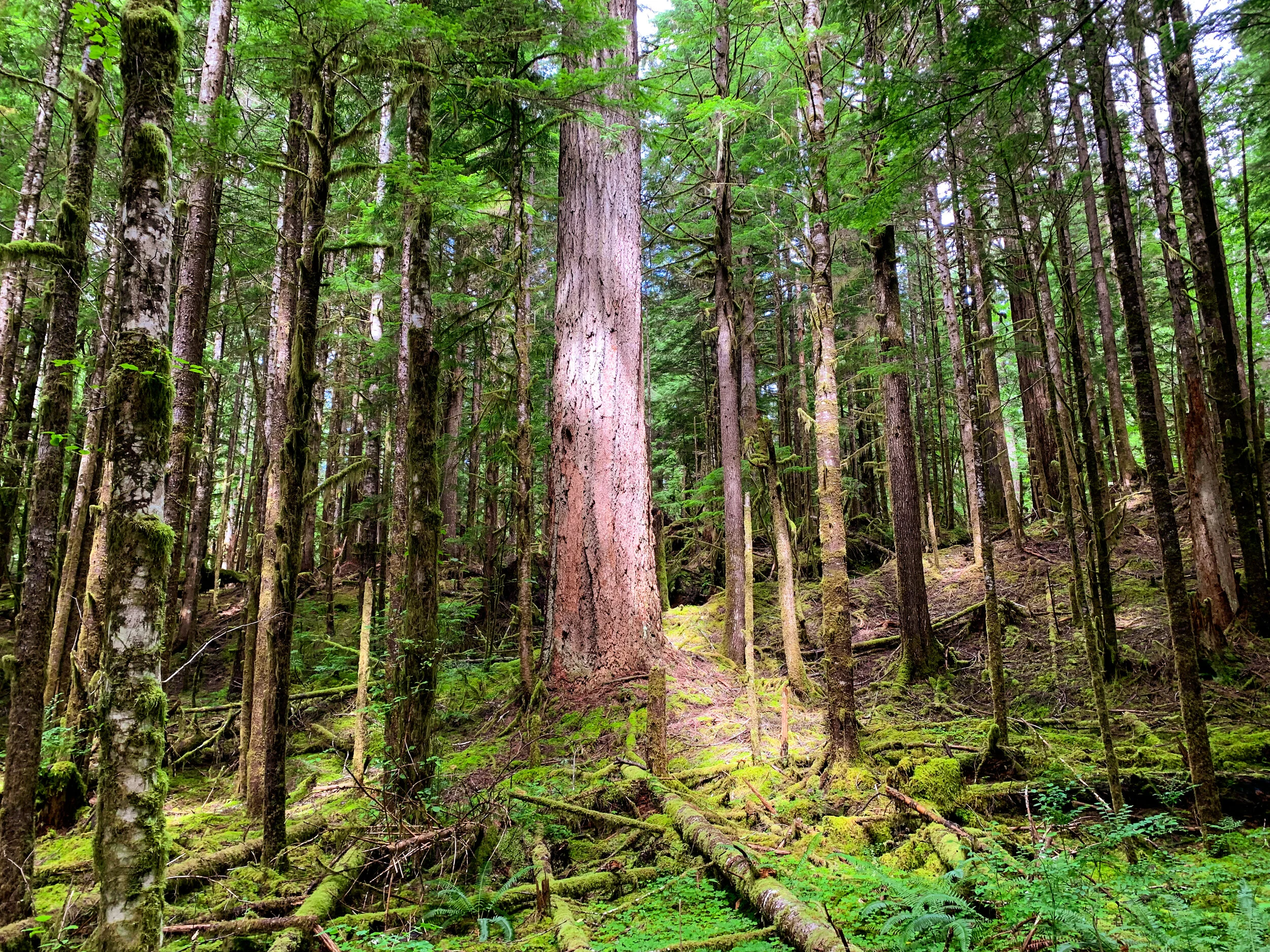 A PNW Summer — Mountain Bird Studios