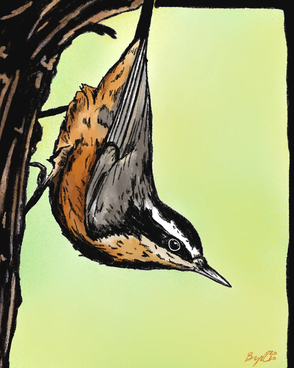 Nuthatch Coloring Pages