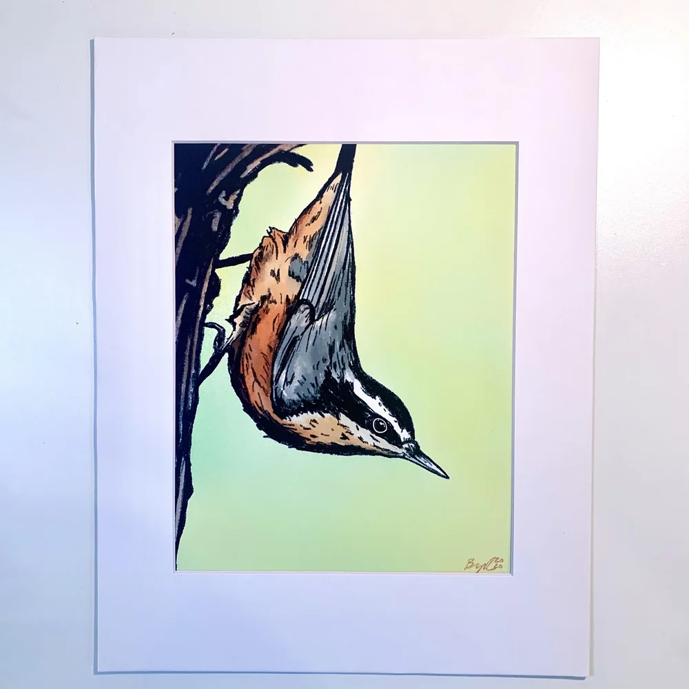 Nuthatch Coloring Pages
