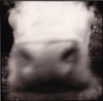 Nancy Rexroth — Weinstein Hammons Gallery