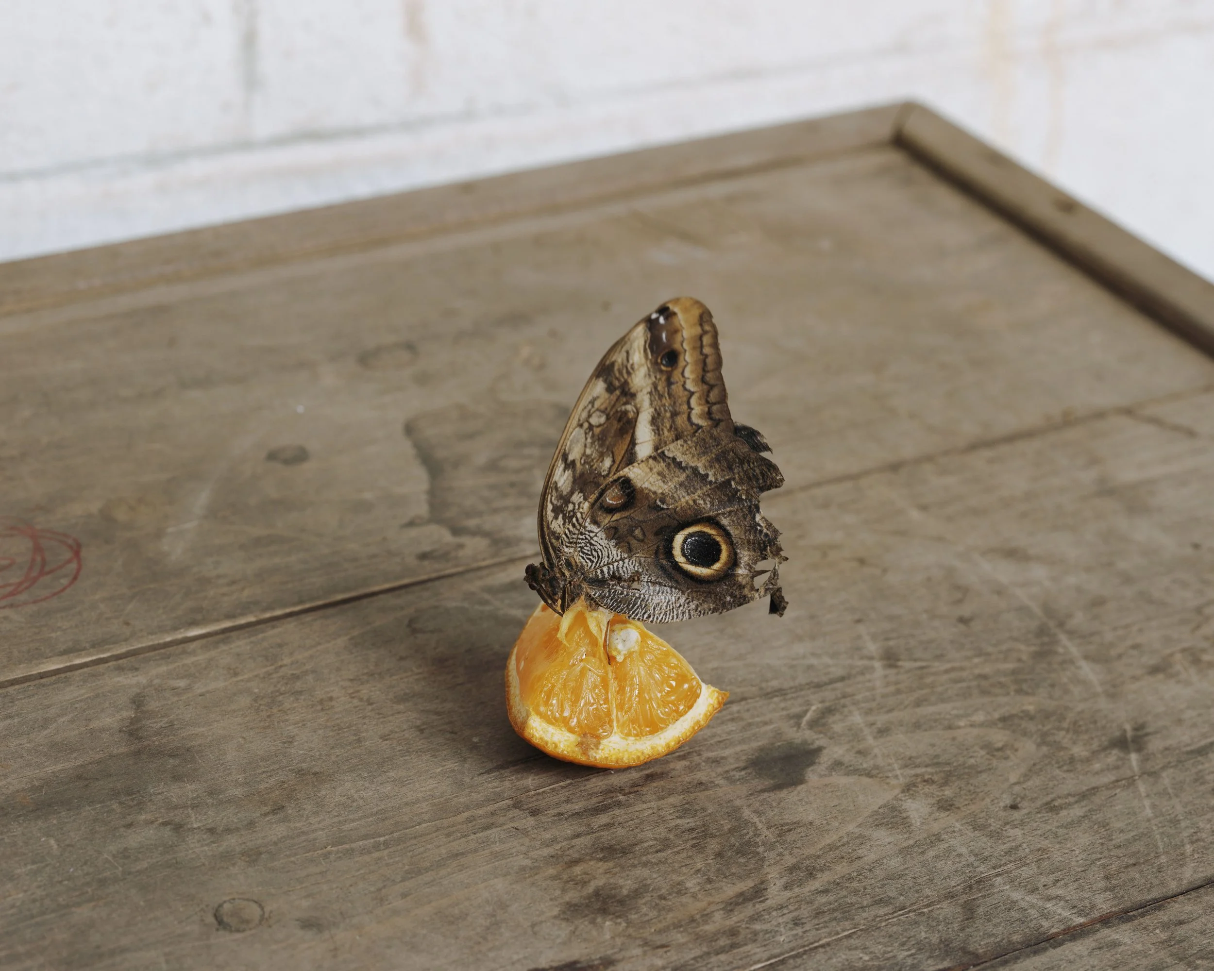 Alec Soth — Weinstein Hammons Gallery