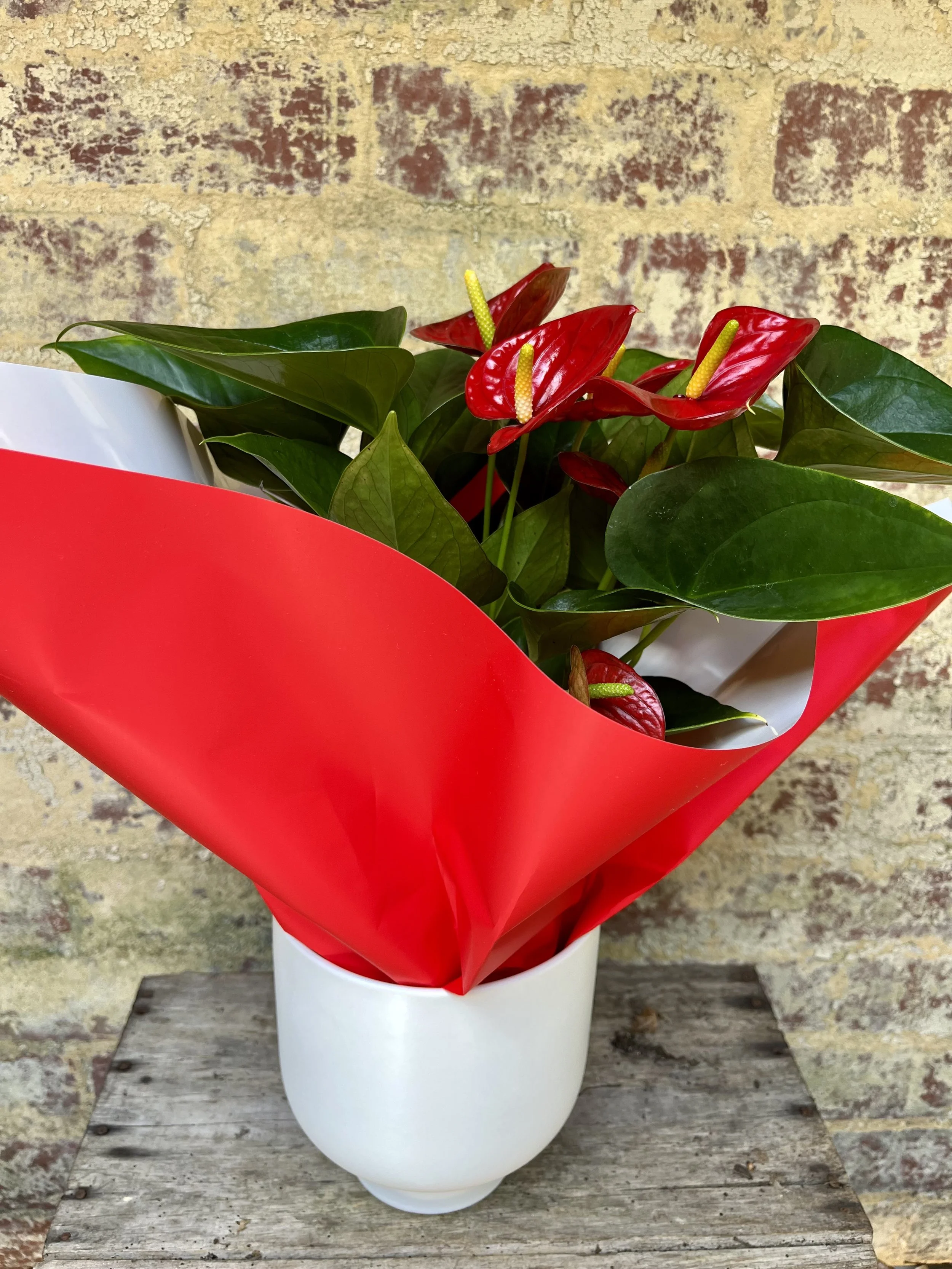 Red anthurium potplant — Kenney's Flowers