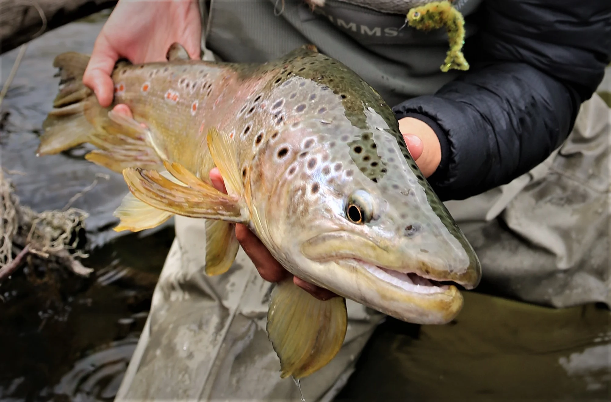 ChileTrout