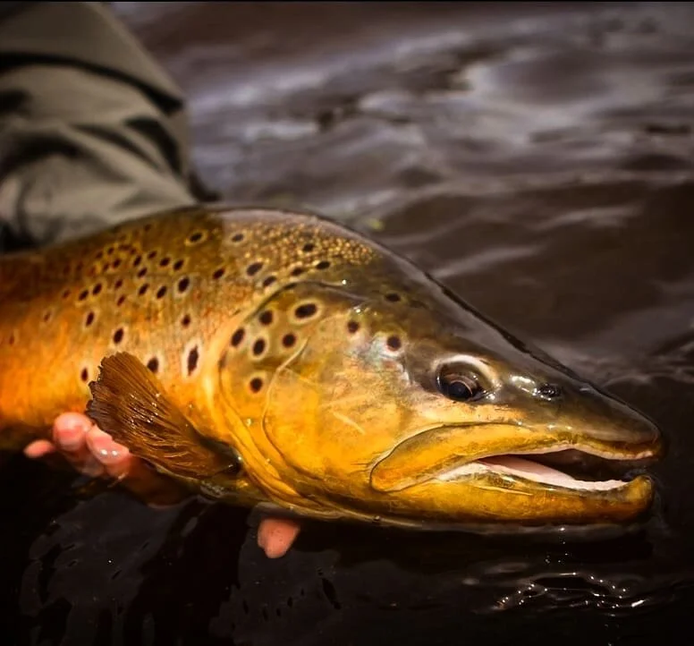 ChileTrout