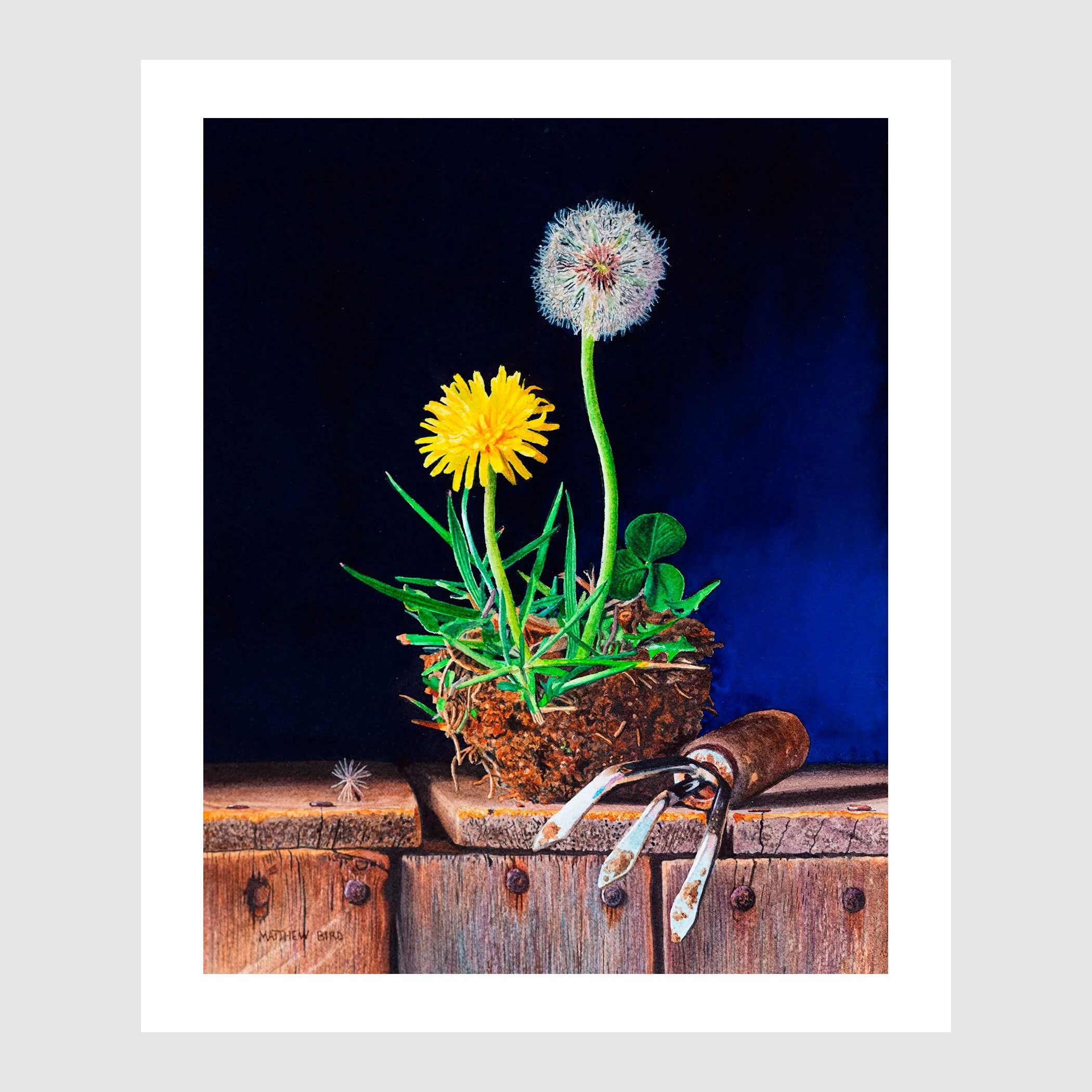 Shop — Matthew Bird Fine Art