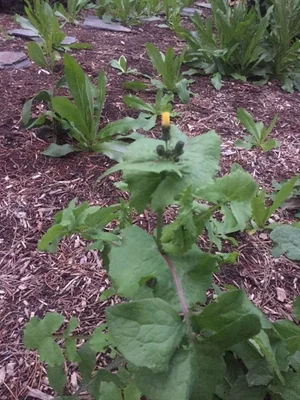 Sow Thistle — THE WILD FOOD HUNTRESS