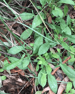 Sheep Sorrel — THE WILD FOOD HUNTRESS