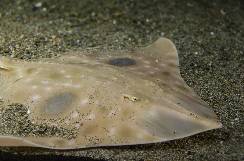 Skate Fish Description