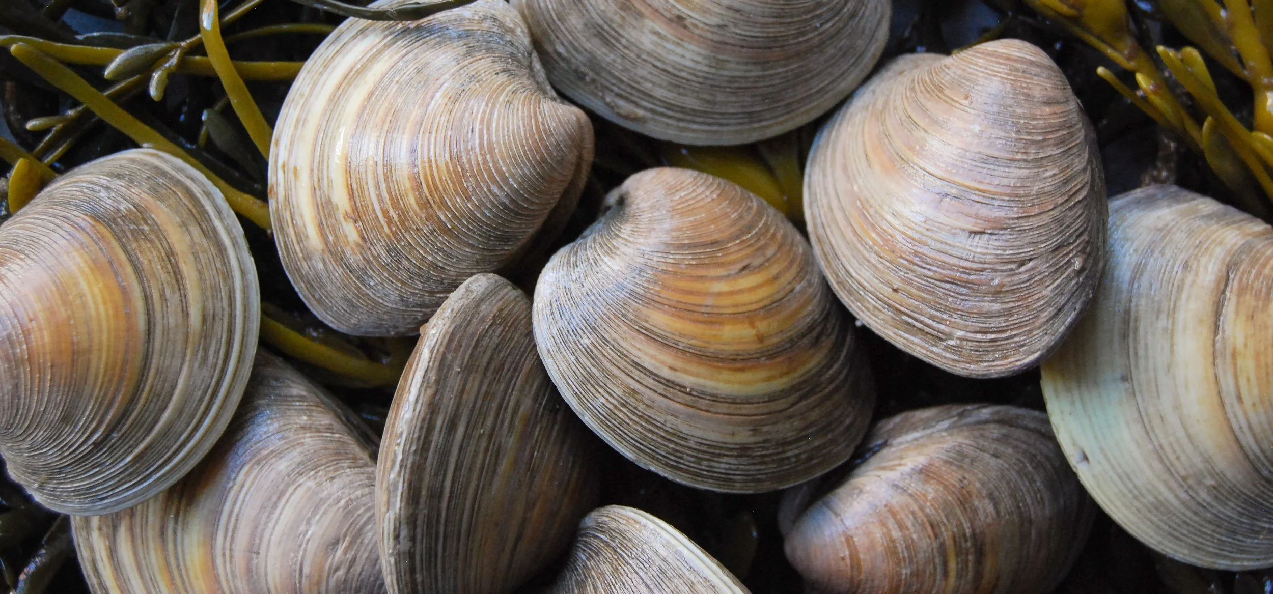 MENU — SCALES & SHELLS