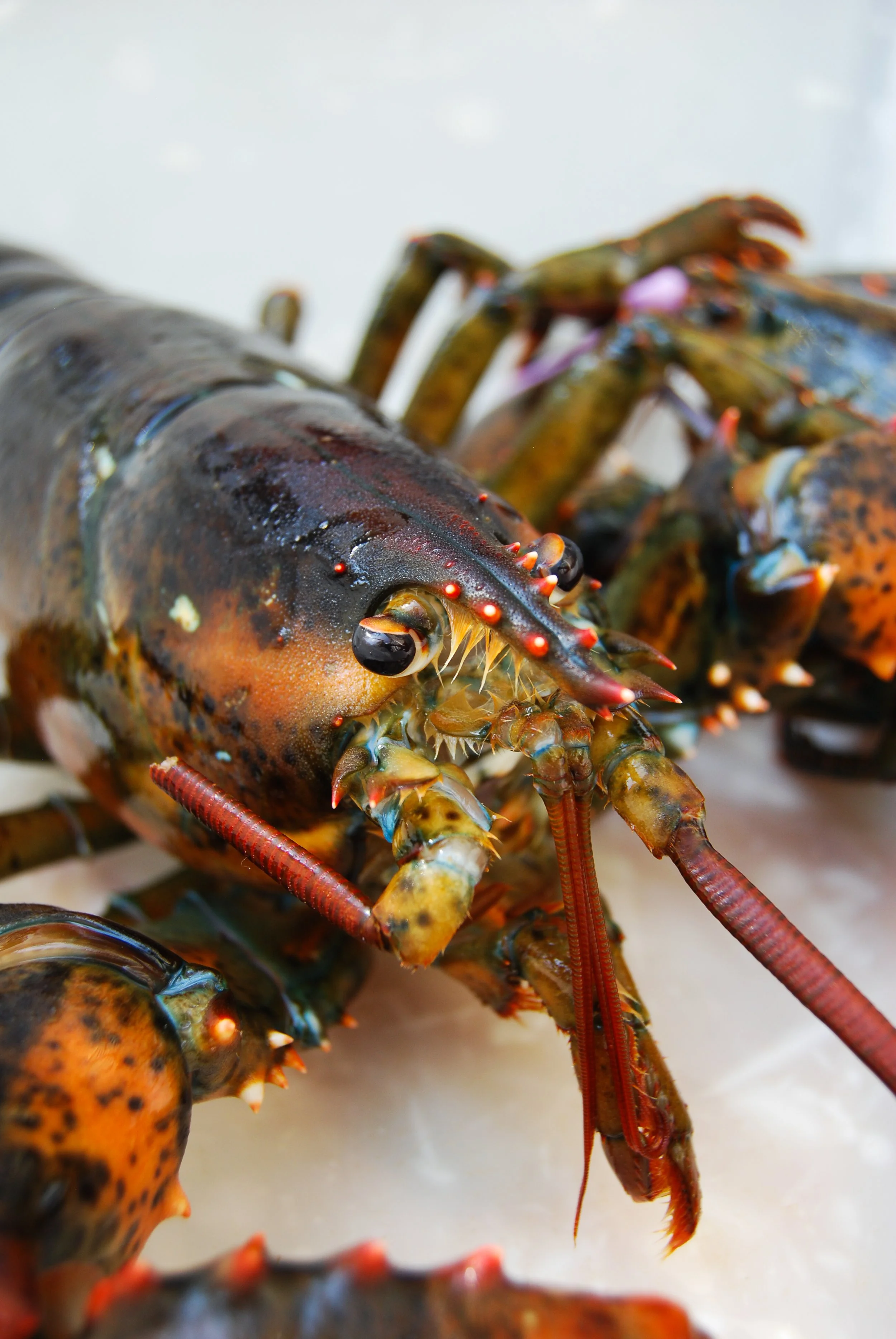 Lobster Close Up