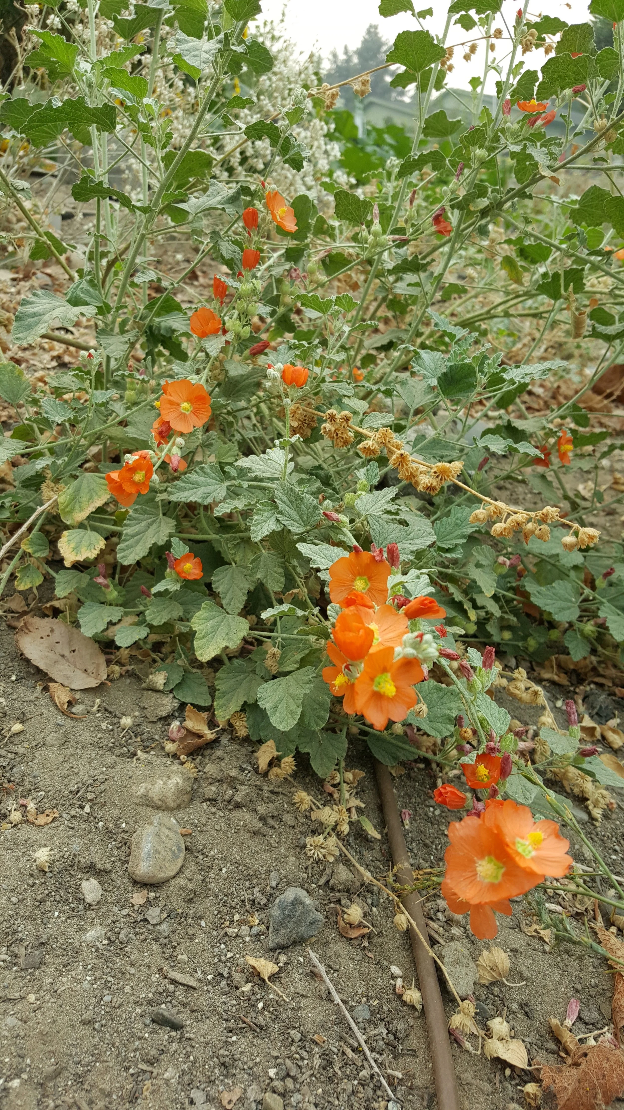 Munro's Globemallow — Tapteal Native Plants