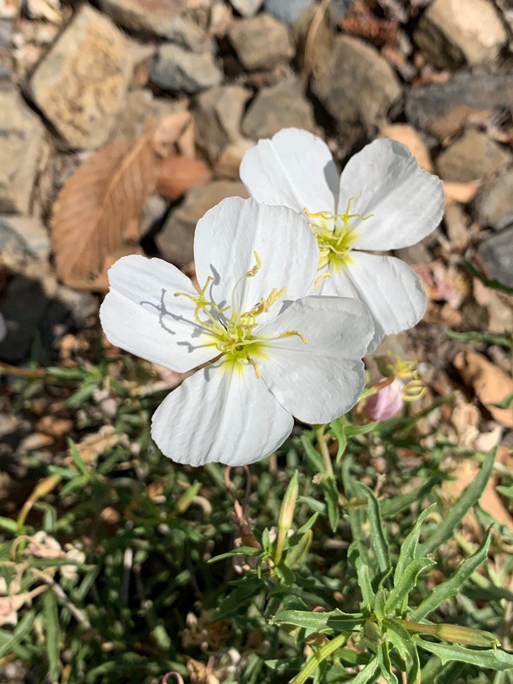 White Evening Primrose